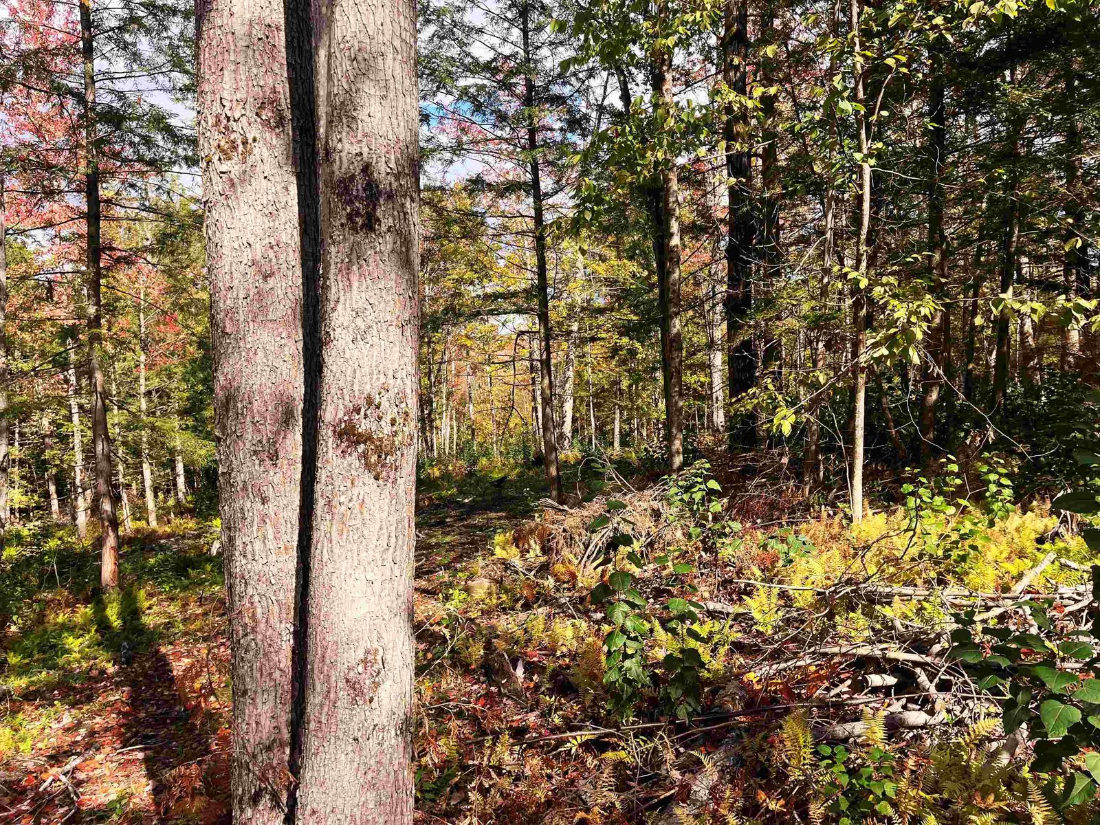 00 Duck Pond Road Barton, Vermont - For Sale